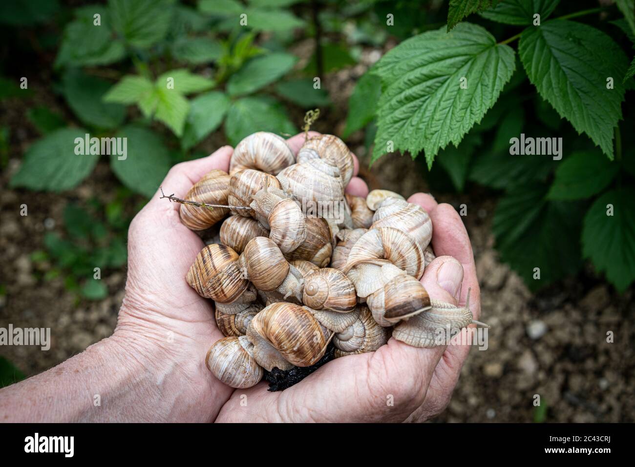 Group of snails in garden Stock Photo - Alamy