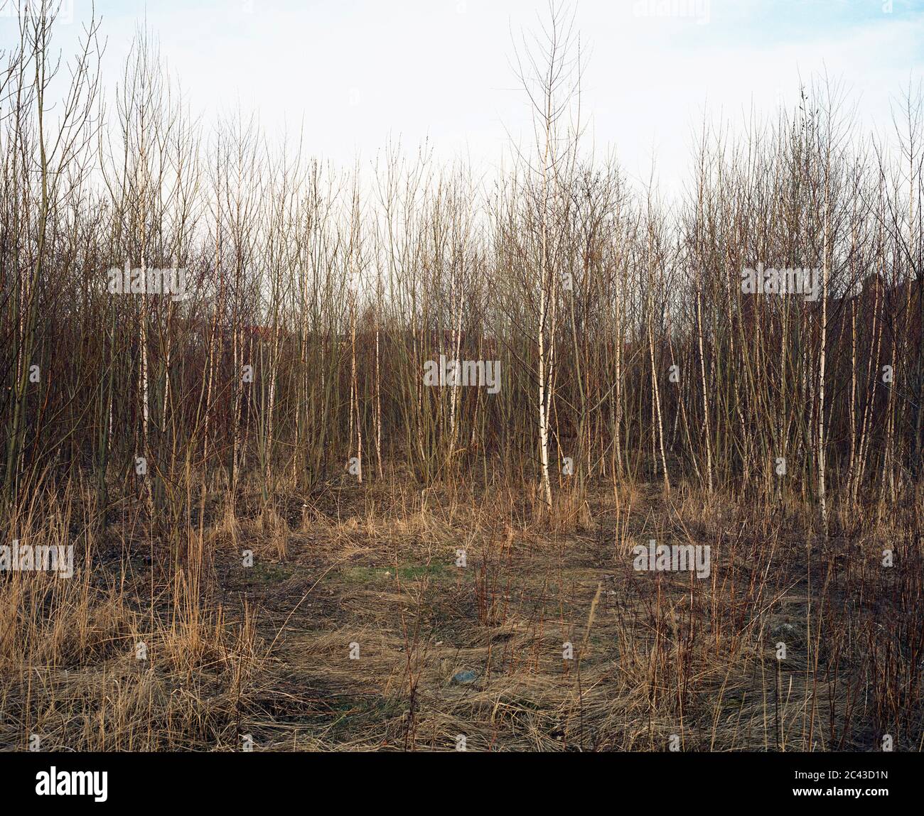 Birch trees on an industrial wasteland, Leipzig, Saxony, Germany Stock ...