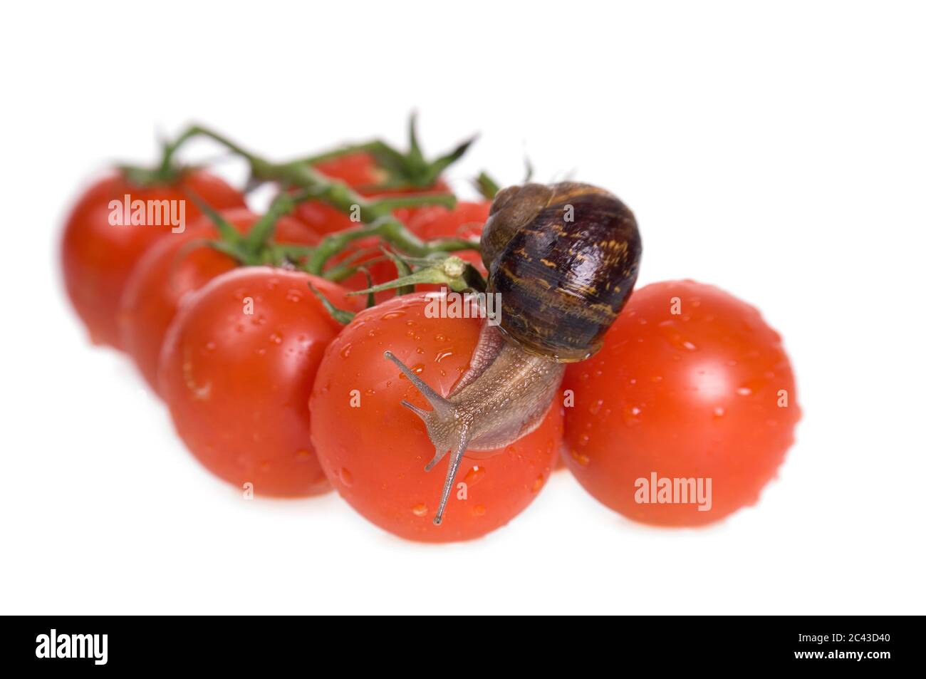 Snail house on tomatoes hi-res stock photography and images - Alamy