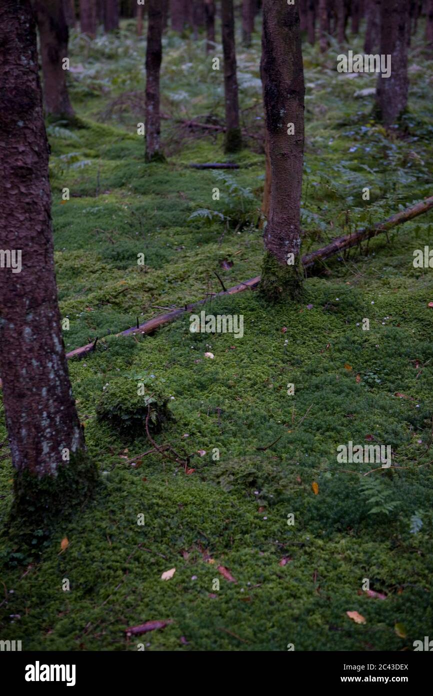 Moss floor hi-res stock photography and images - Alamy