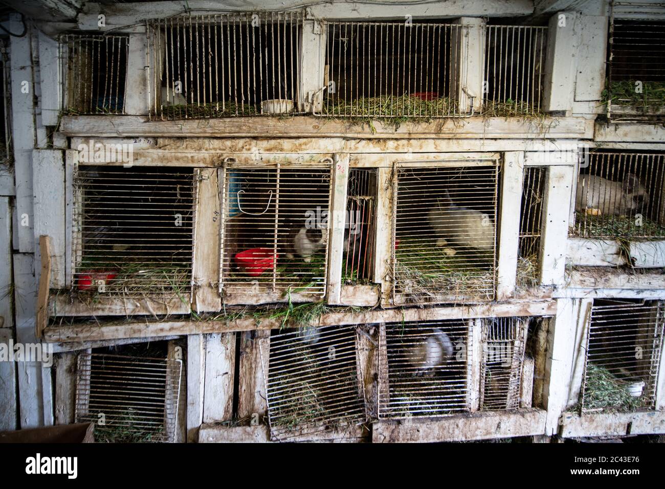 Rabbit cage hi-res stock photography and images - Alamy