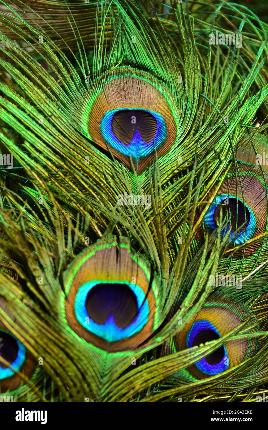 Beautiful peacock showing its beautiful feathers Stock Photo - Alamy