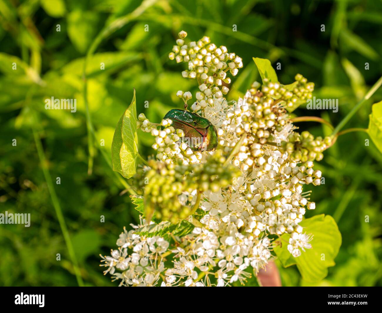 Insect beetle on a flower of a white field plant Stock Photo - Alamy