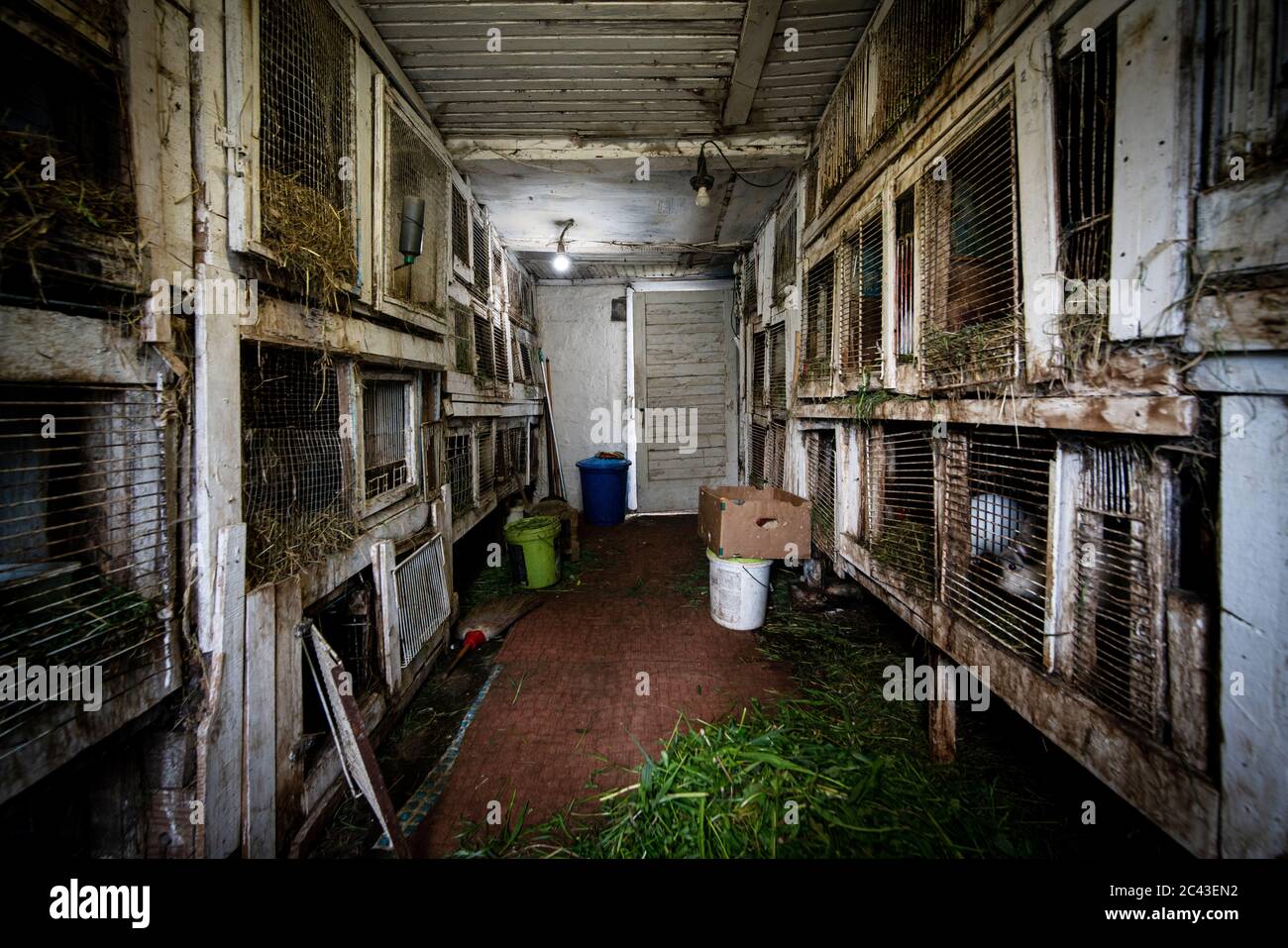 Small family business rabbit farm Stock Photo - Alamy