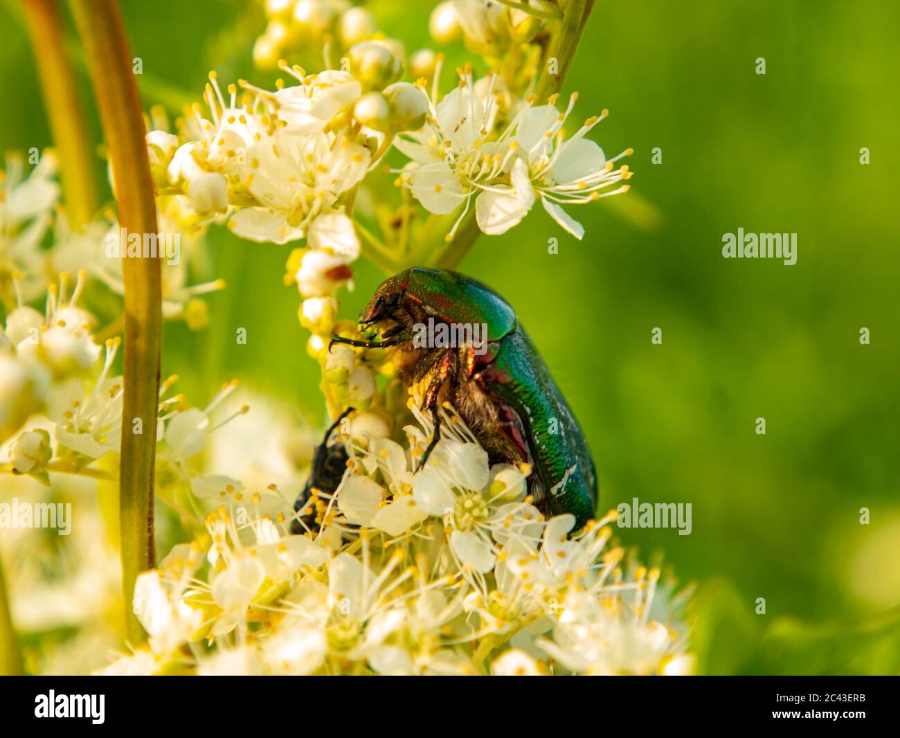 Insect beetle on a flower of a white field plant Stock Photo - Alamy