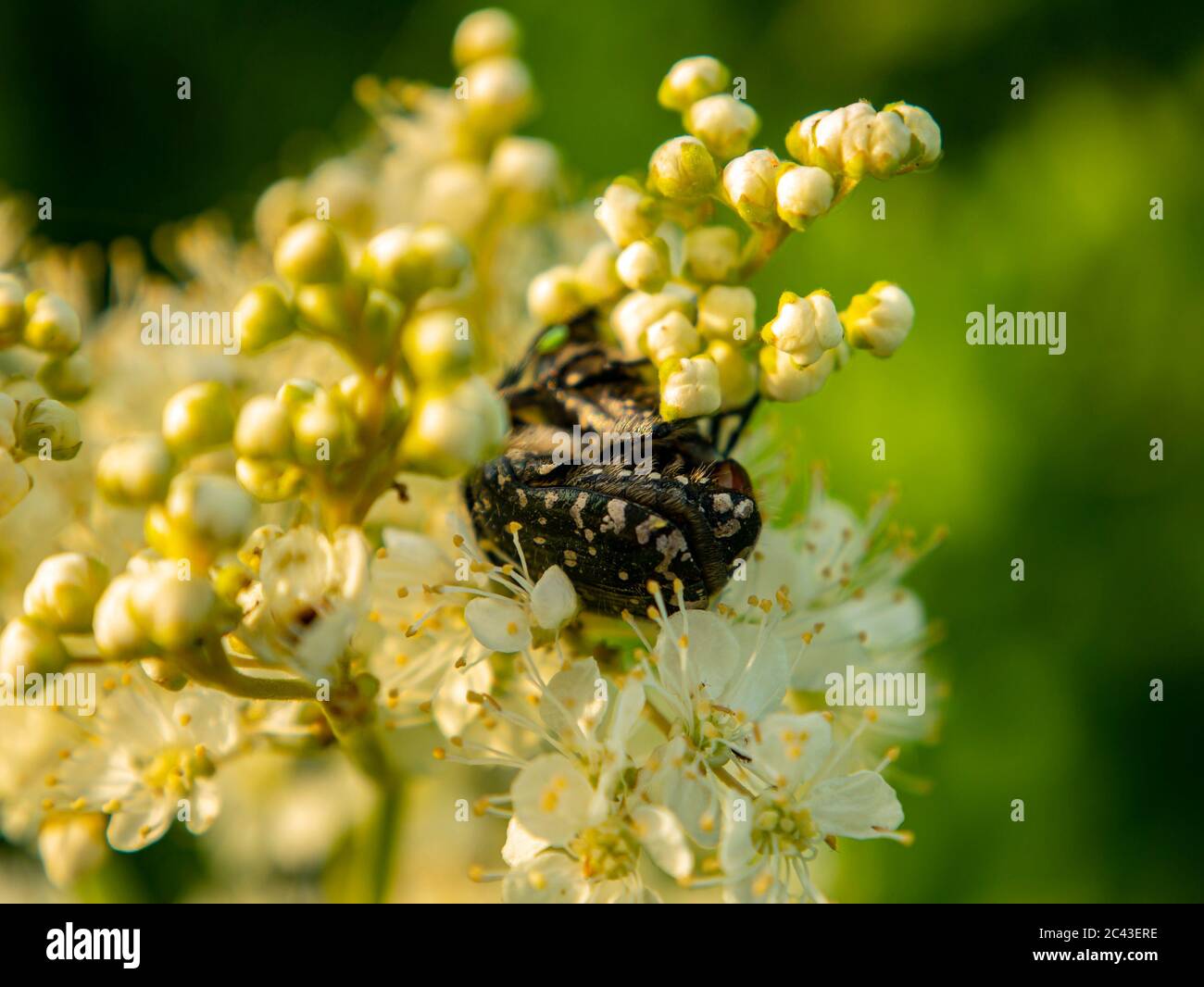 Insect beetle on a flower of a white field plant Stock Photo - Alamy
