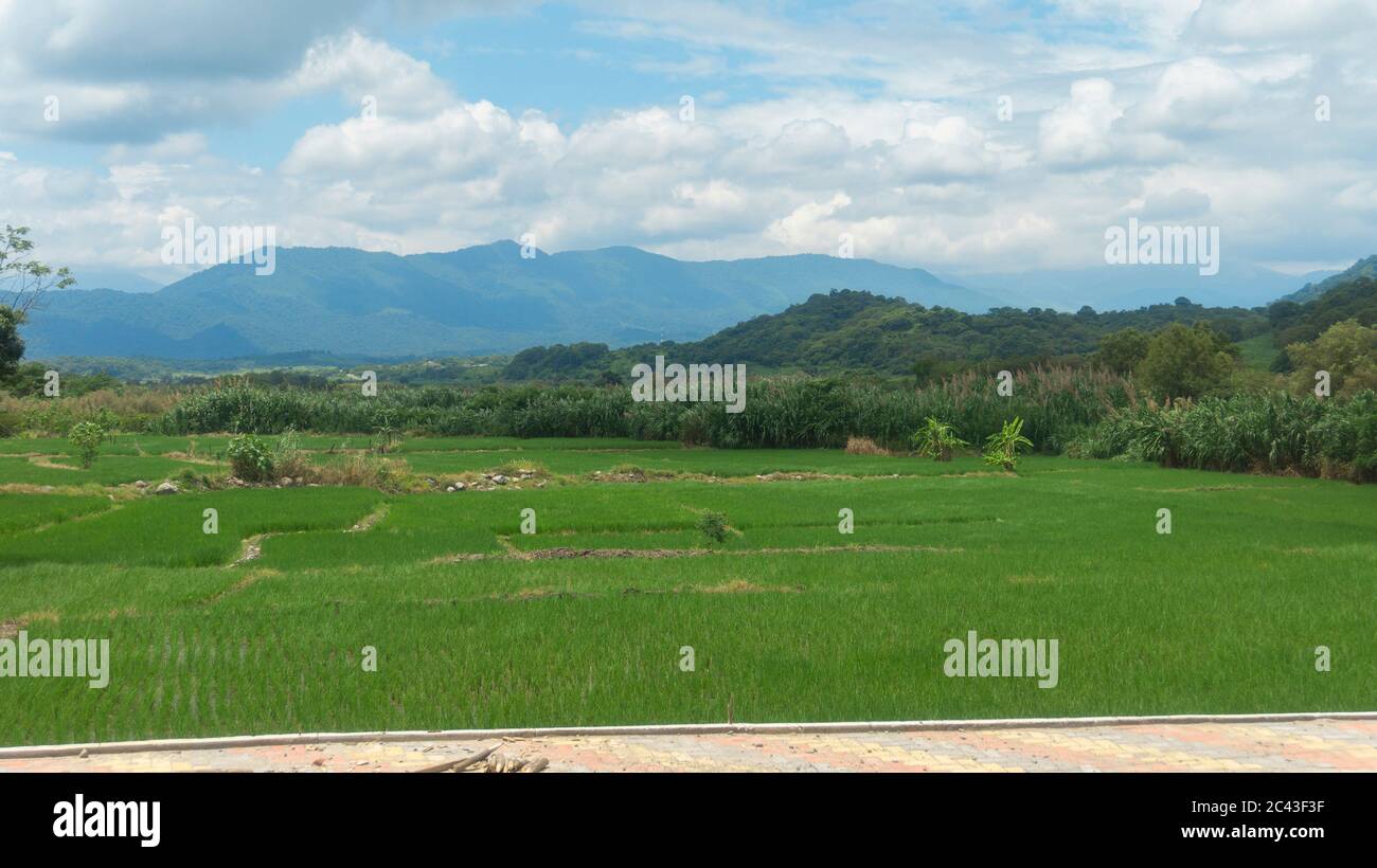 Planted rice field hi-res stock photography and images - Alamy
