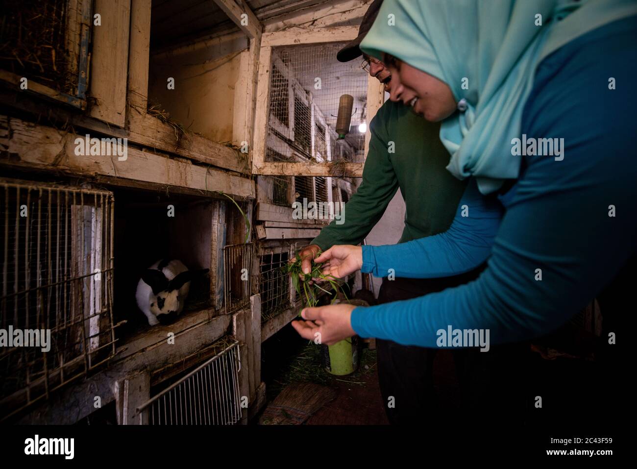 Muslim woman feeding rabbits on farm Stock Photo - Alamy