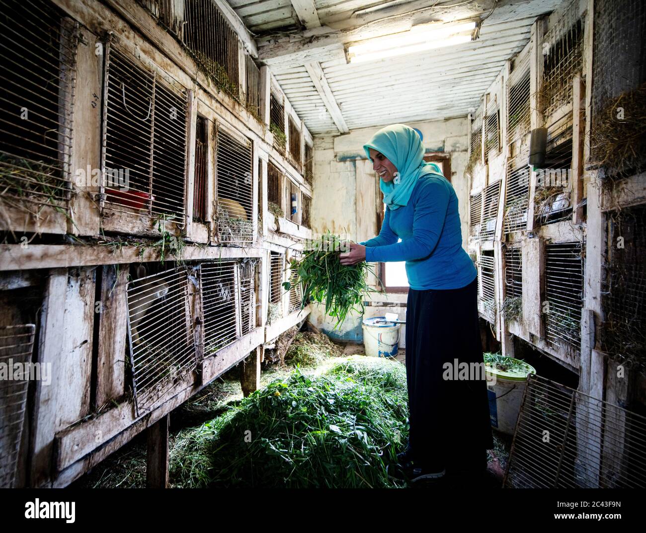 Muslim woman feeding rabbits on farm Stock Photo - Alamy