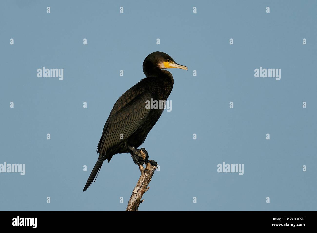 Great cormorant in its natural habitat in Denmark Stock Photo - Alamy