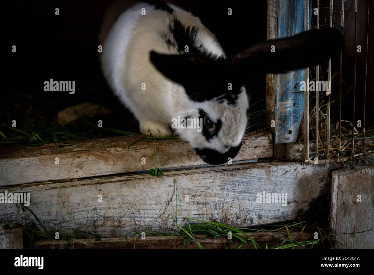 Child pet rabbit hutch hi-res stock photography and images - Alamy