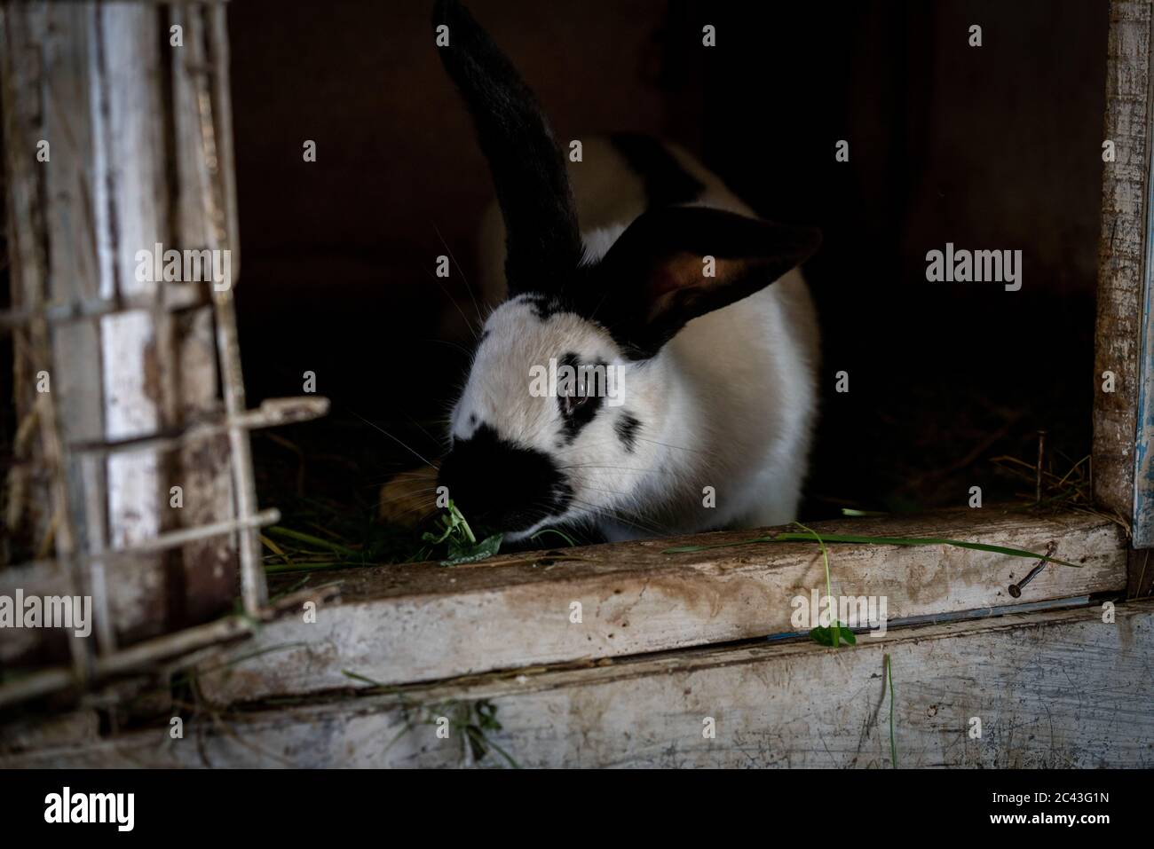 Rabbit livestock farm with animal cages Stock Photo - Alamy