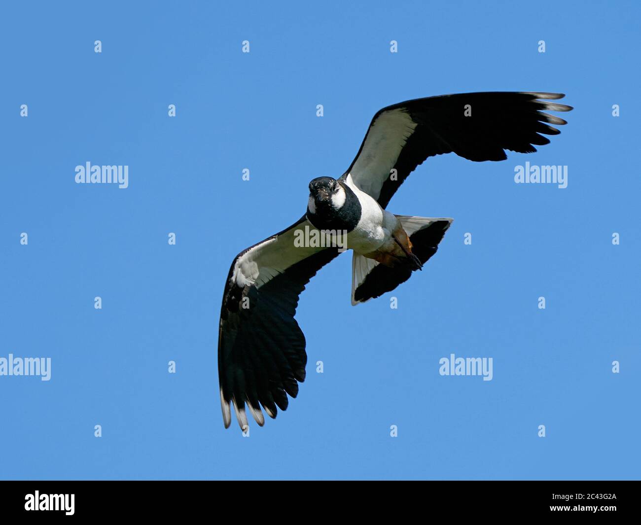 Northern lapwing in flight in its natural enviroment Stock Photo - Alamy