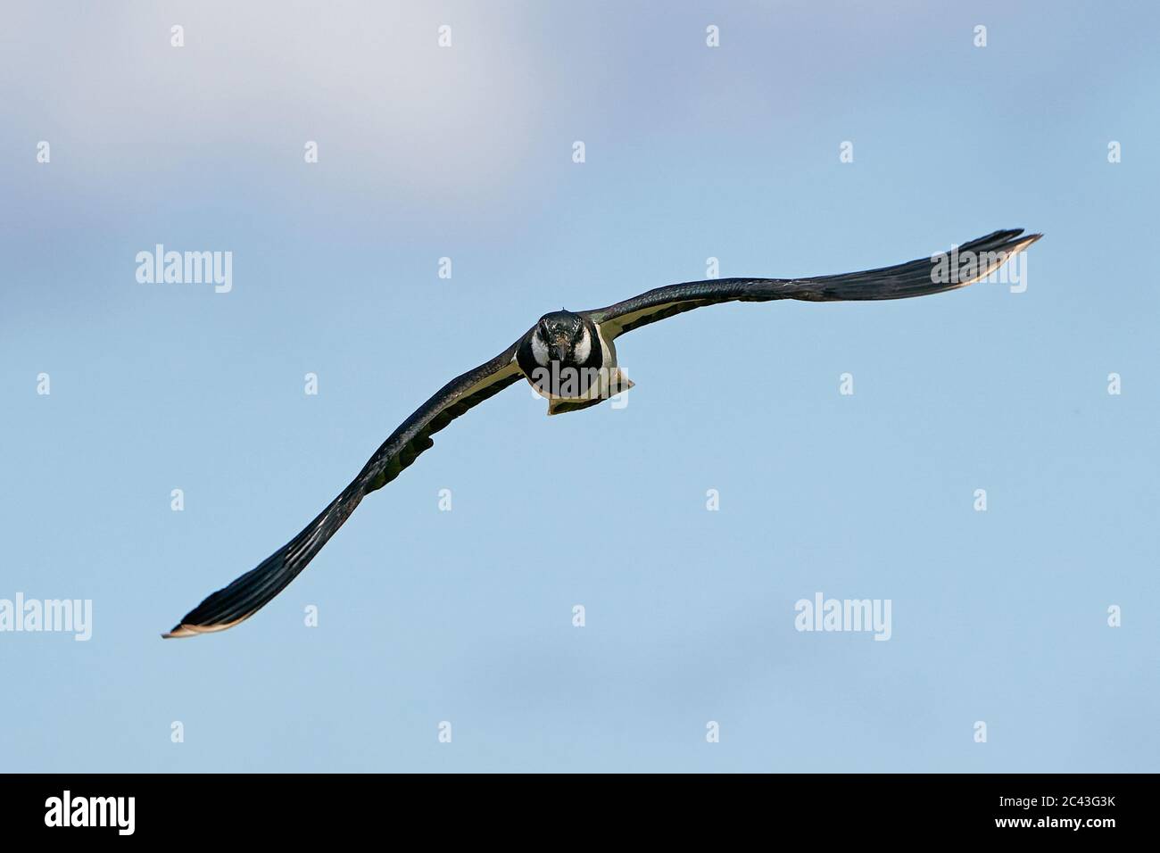 Northern lapwing in flight in its natural enviroment Stock Photo - Alamy