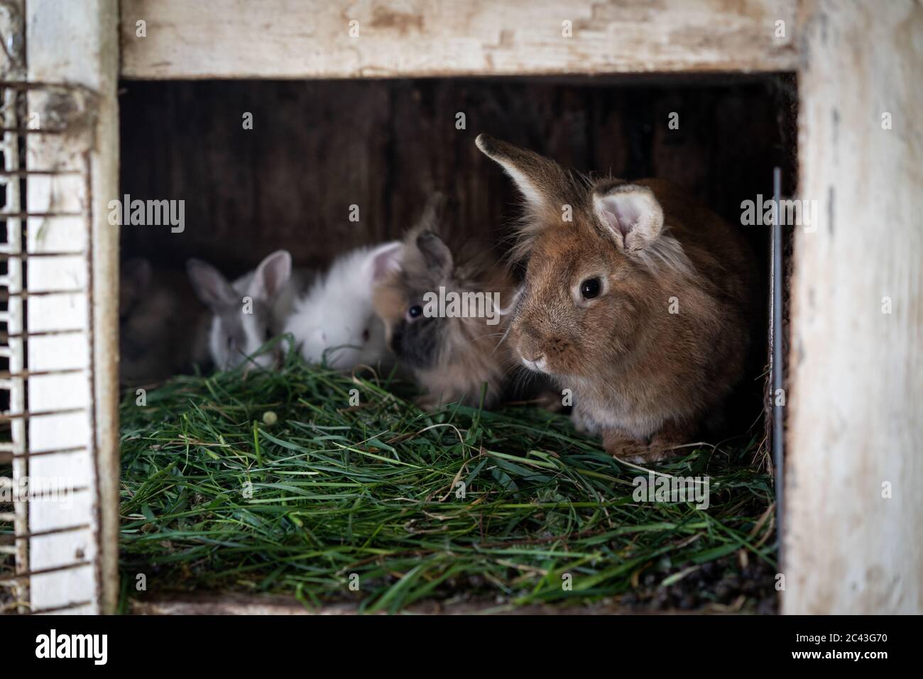 Rabbit livestock farm with animal cages Stock Photo - Alamy