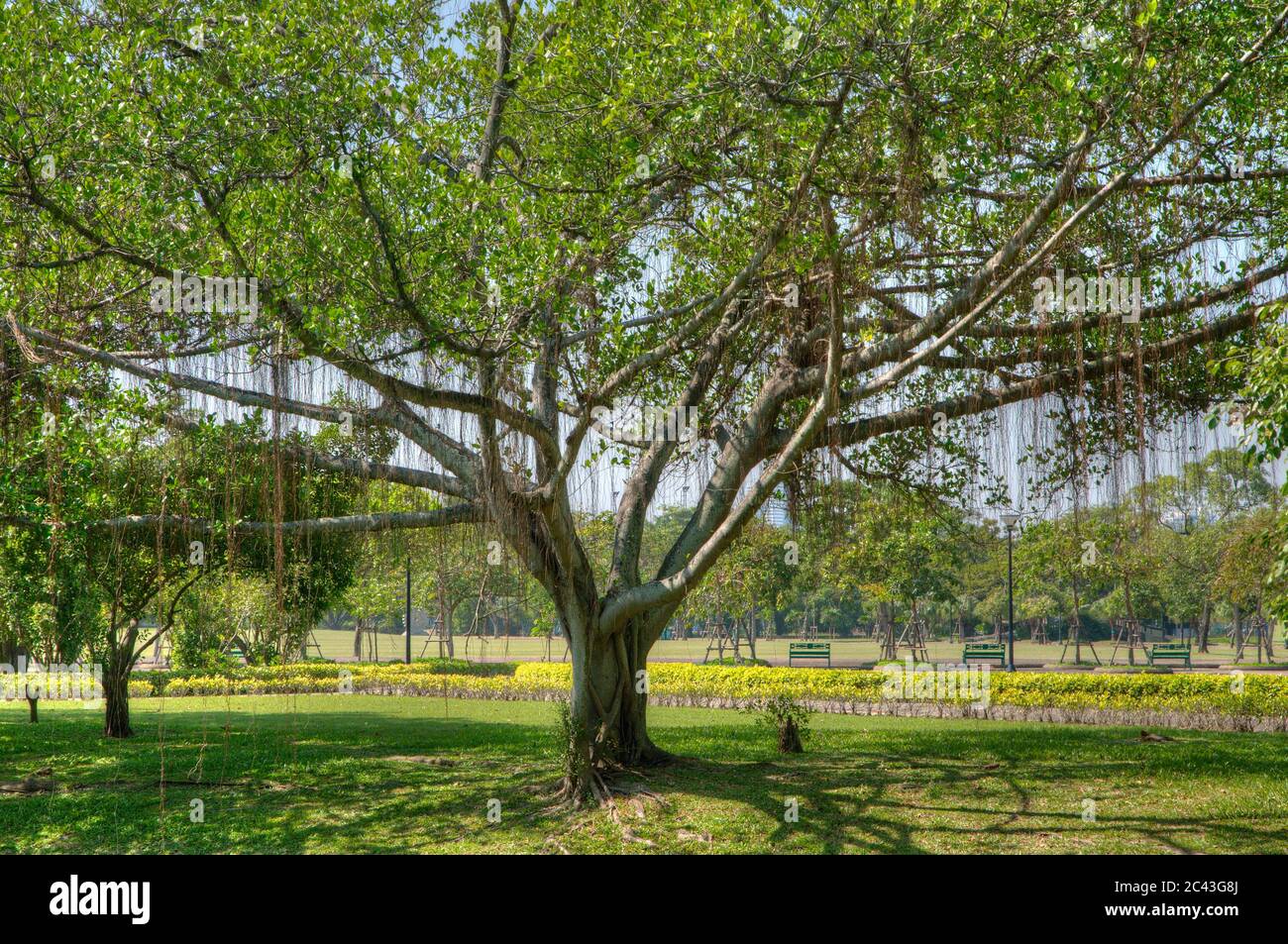 Hanging roots hi-res stock photography and images - Alamy