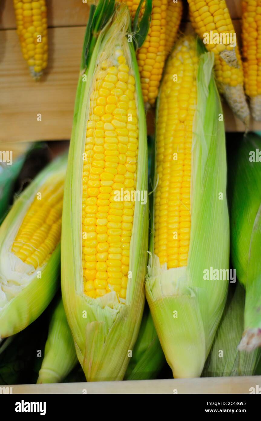 Sweet Corn on the Cob Stock Photo - Alamy
