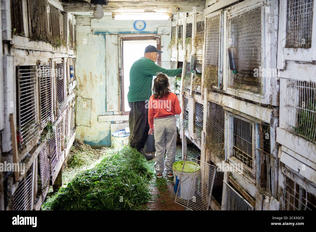 Taking care of rabbits on small farm Stock Photo - Alamy