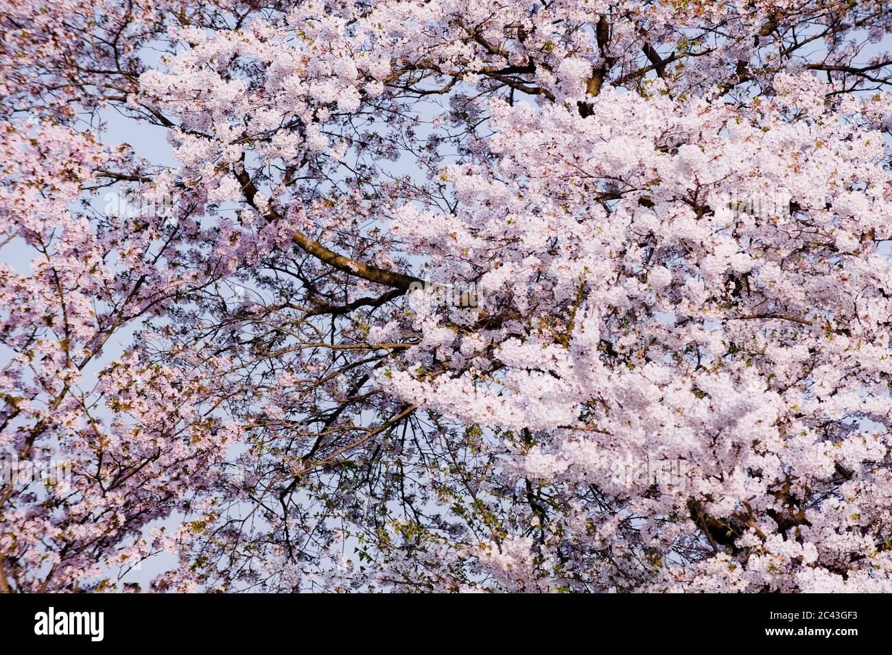 Flowering tree, Munich Botanical Garden, Bavaria, Germany Stock Photo ...