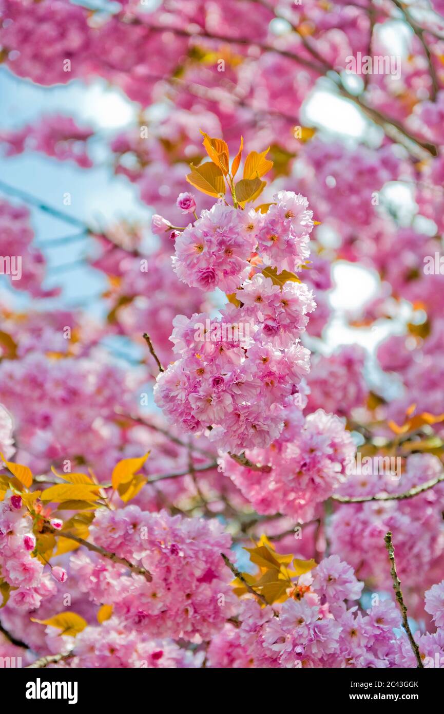 Flowering tree, Munich Botanical Garden, Bavaria, Germany Stock Photo ...