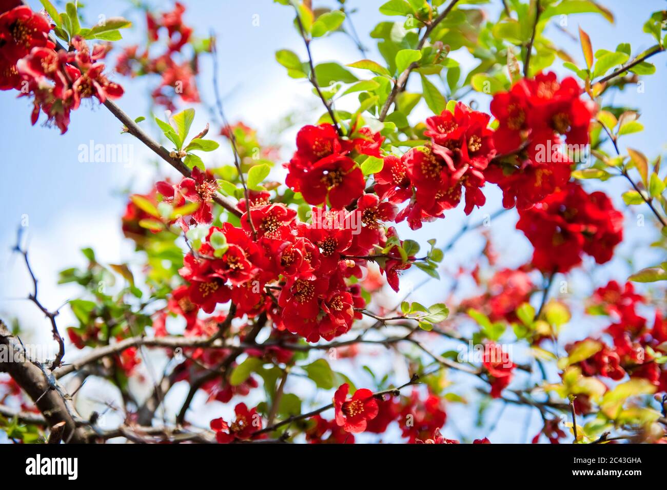Flowering tree, Munich Botanical Garden, Bavaria, Germany Stock Photo ...