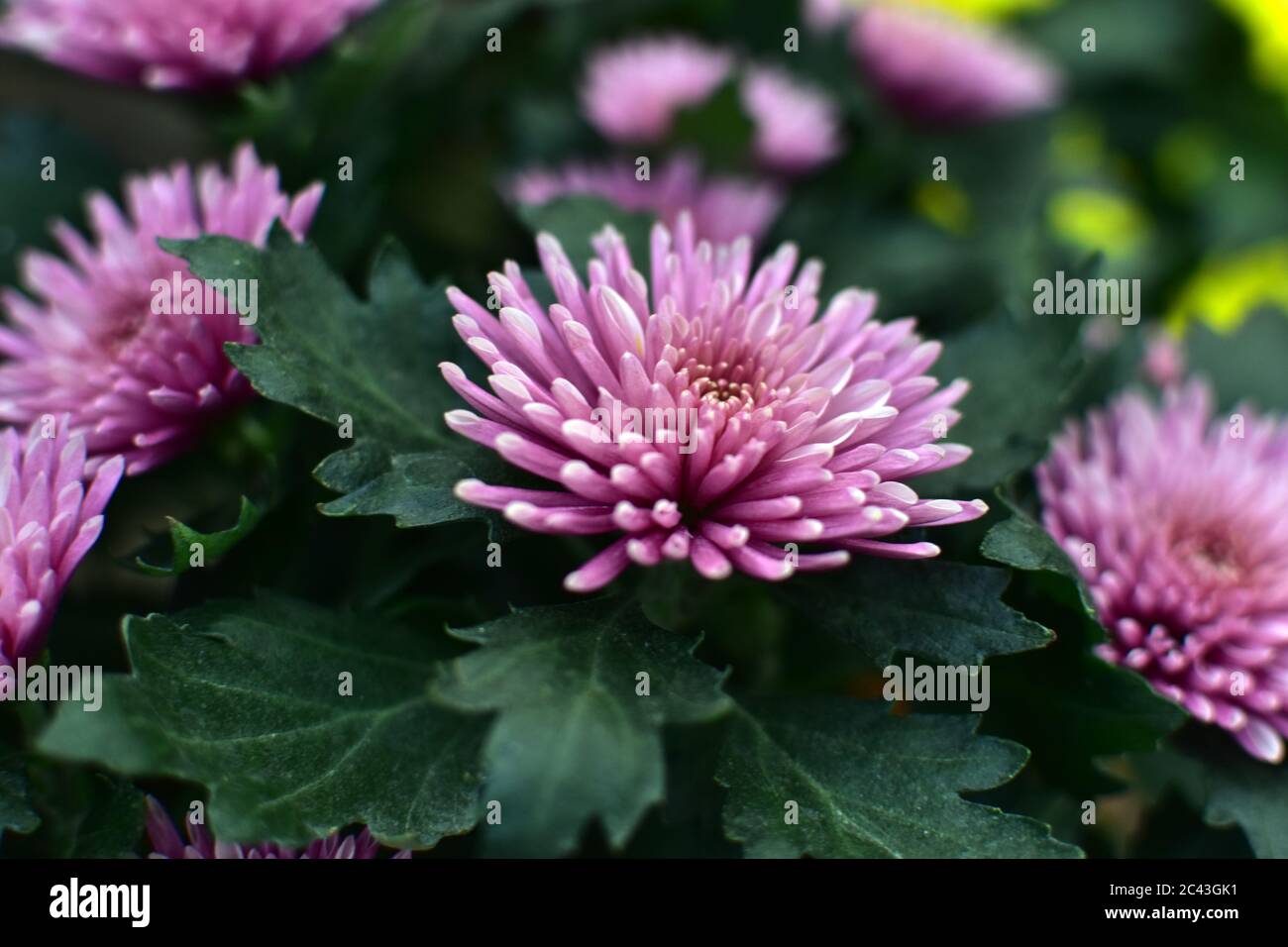Purple chrysanthemum flower close-up, abstract background, HD Image and ...