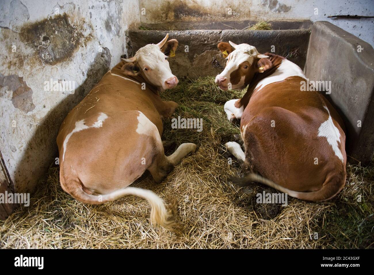 Two cows in a cowshed, Munich, Bavaria, Germany Stock Photo - Alamy