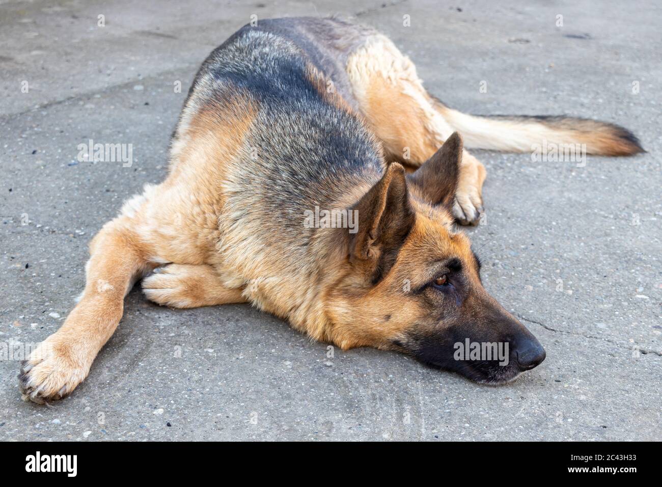 German Shepherd Sad