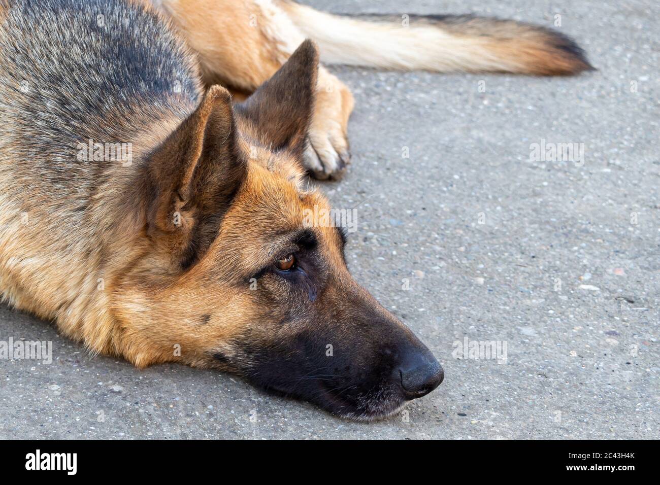 Sad german shepherd hi-res stock photography and images - Alamy