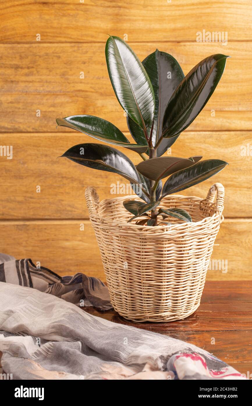 Indian rubber plant hi-res stock photography and images - Alamy