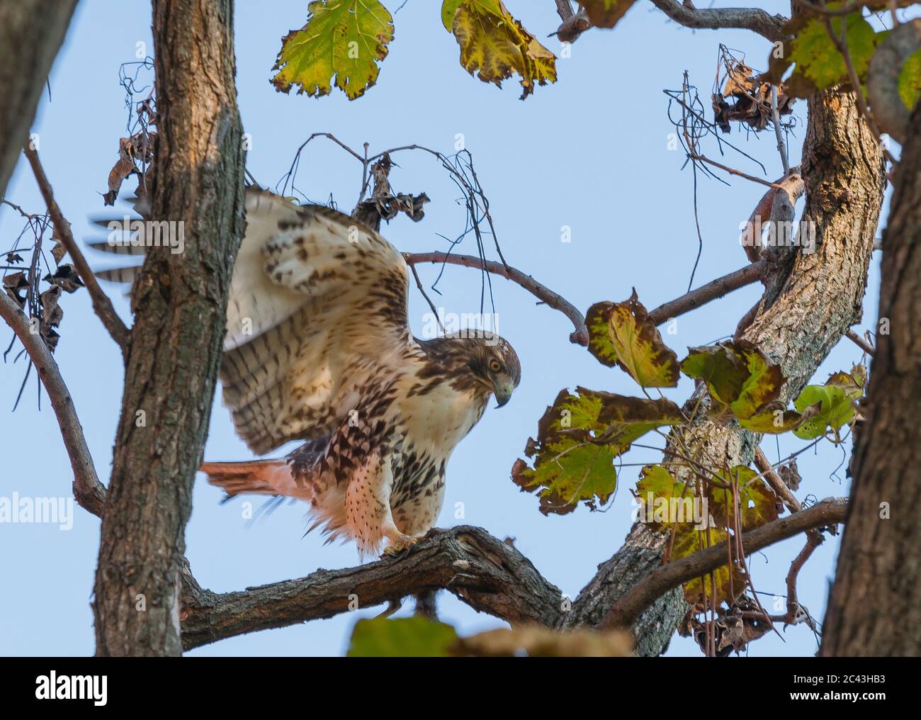 Red Tailed Hawk with squirrell Stock Photo - Alamy