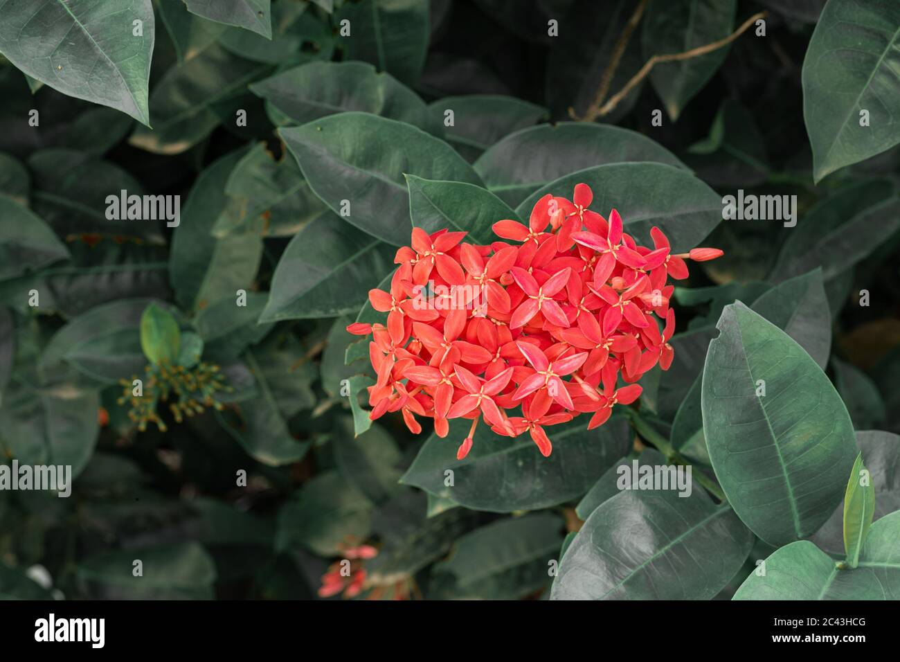Beautiful Red spike flower. King Ixora blooming (Ixora chinensis ...
