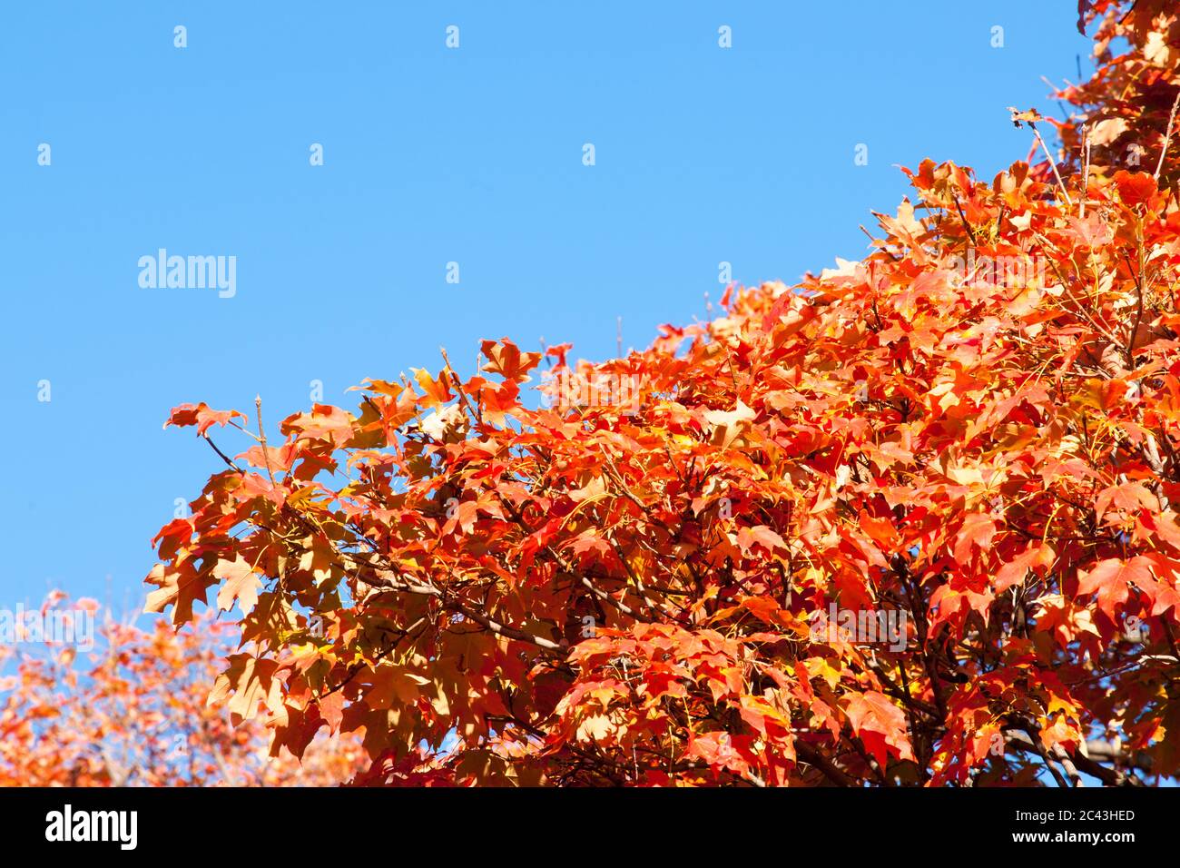 Liquid amber tree leaves hi-res stock photography and images - Alamy