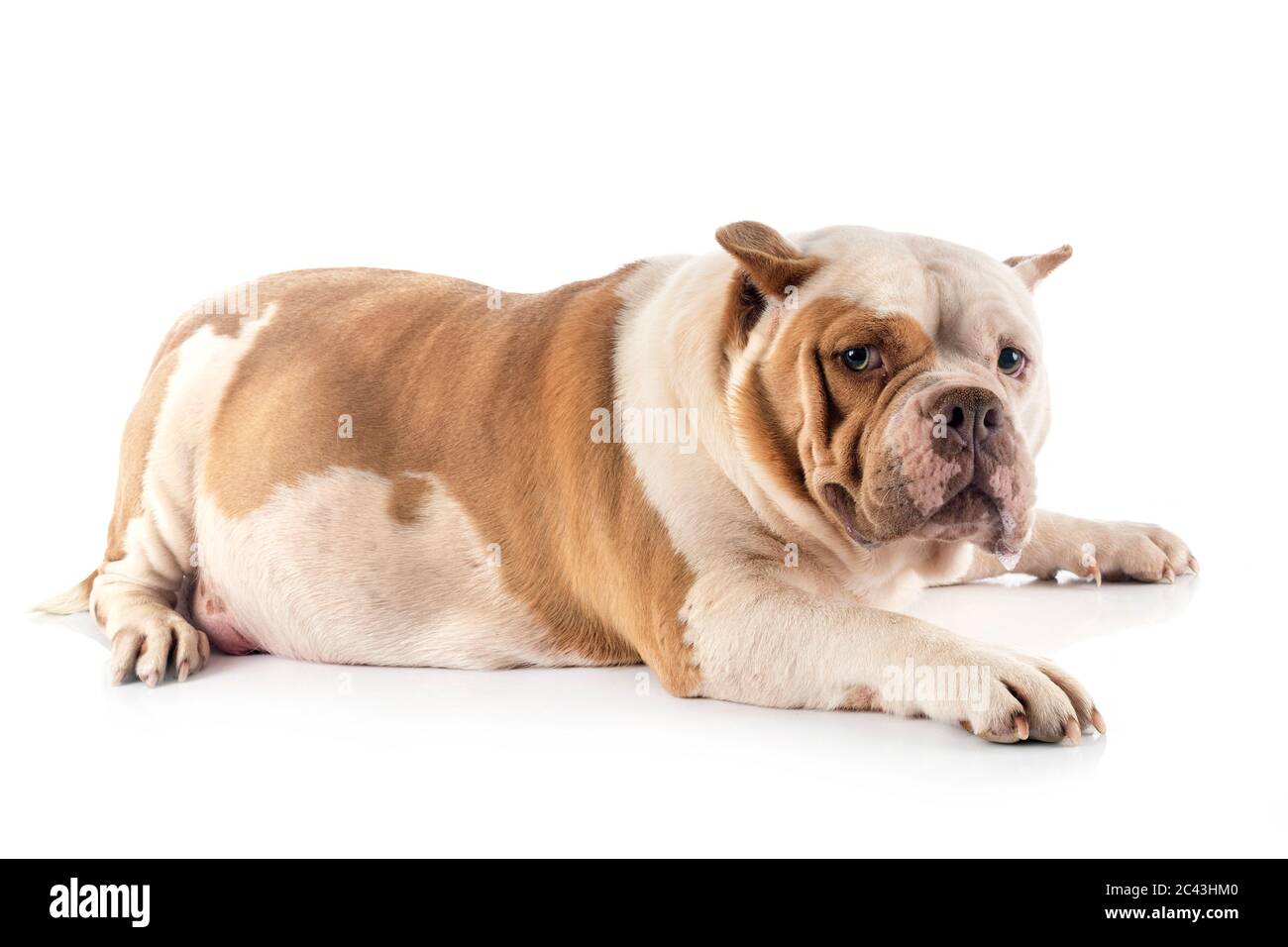 american bully in front of white background Stock Photo - Alamy