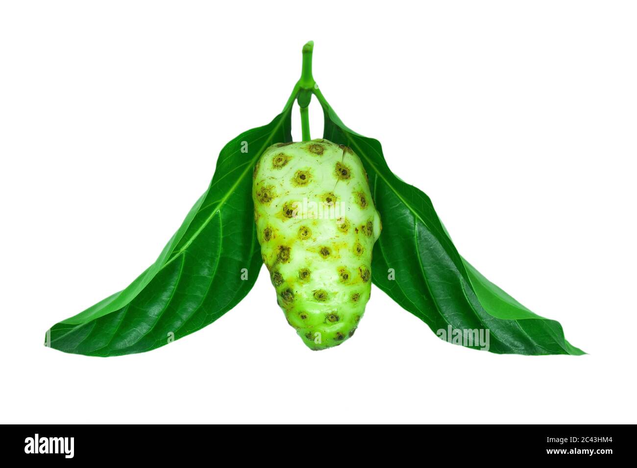 Noni isolated on white with clipping path Stock Photo - Alamy