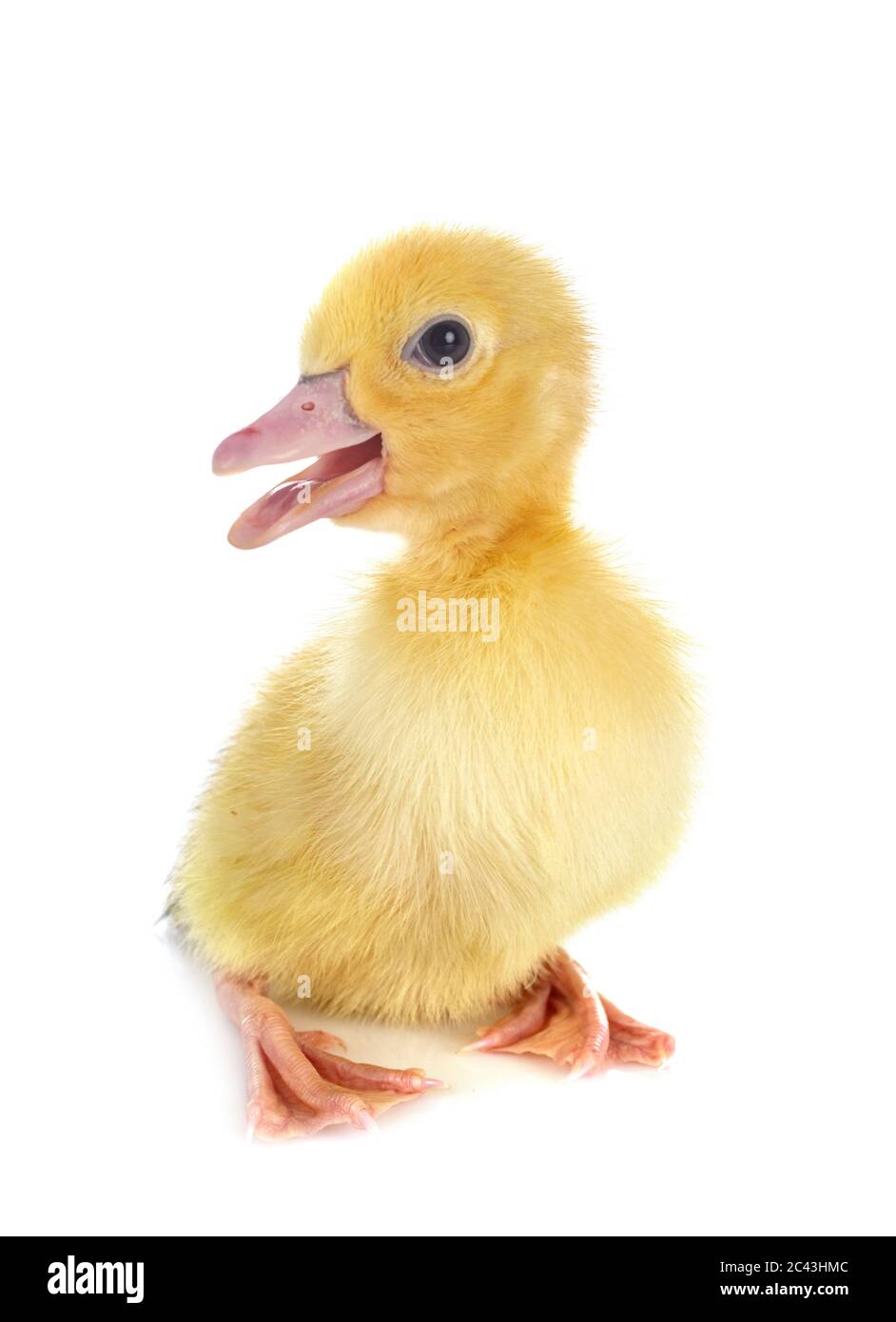 young duckling in front of white background Stock Photo - Alamy