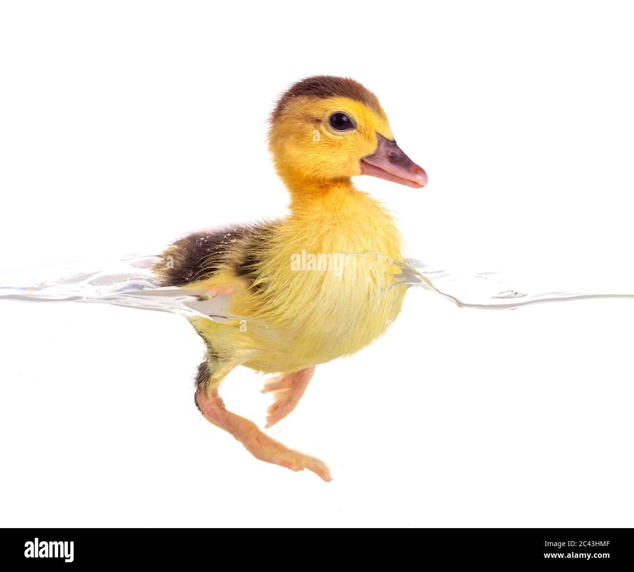 young duckling in front of white background Stock Photo - Alamy