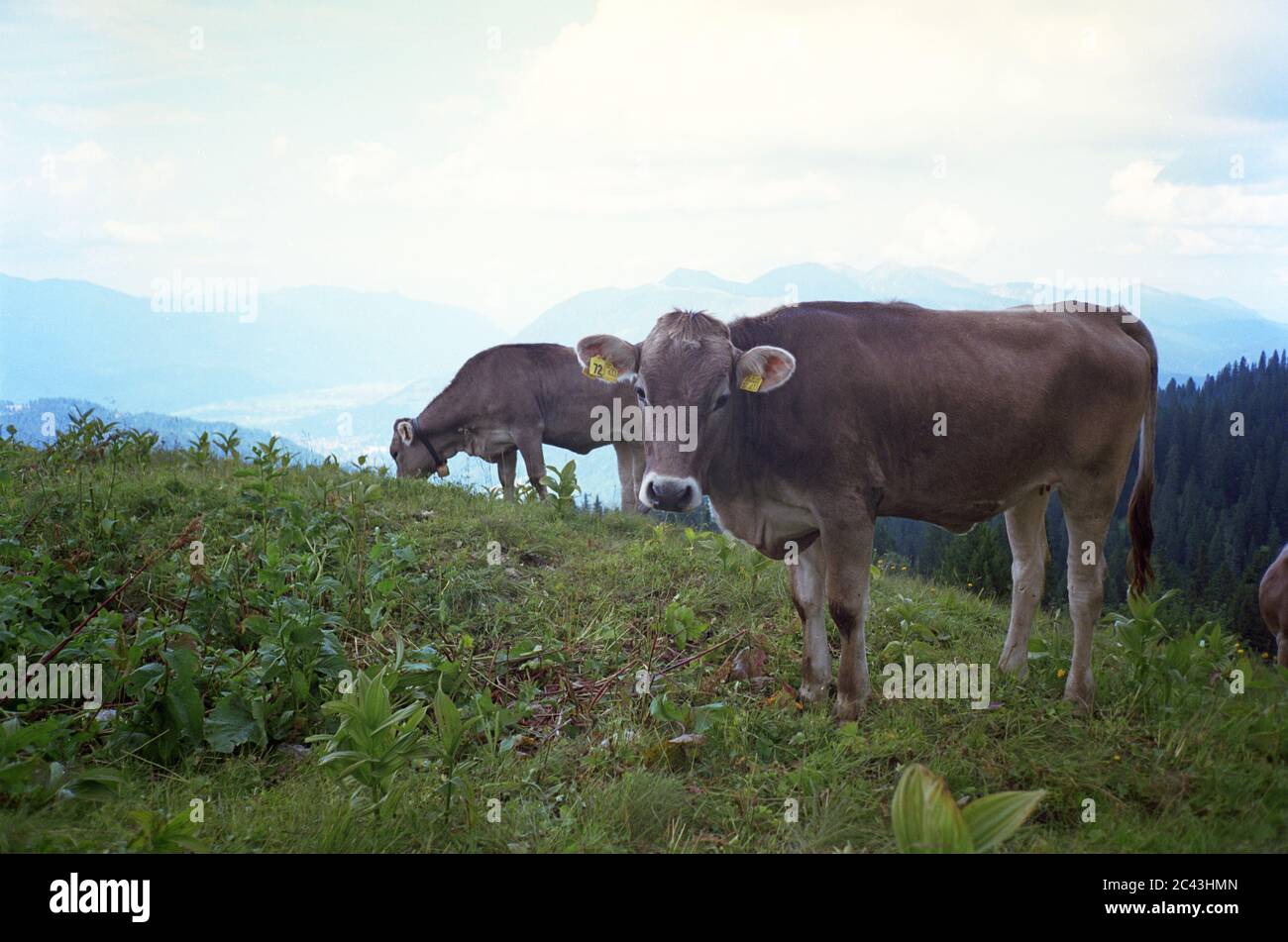Two cows in the pasture, Bavaria, Germany Stock Photo - Alamy