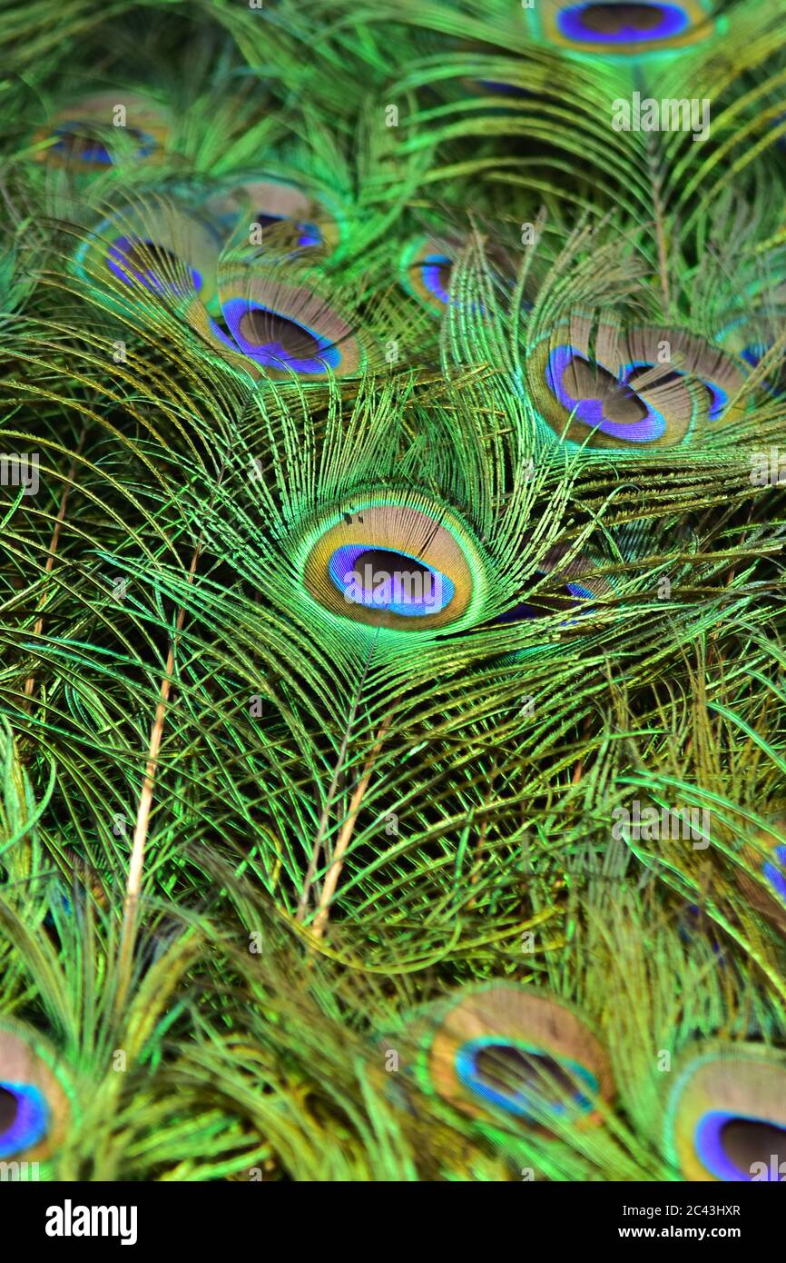 Beautiful peacock showing its beautiful feathers Stock Photo - Alamy