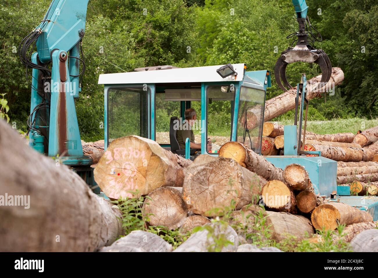 Crane operator at work in a sawmill, Engen, Baden-Württemberg, Germany ...