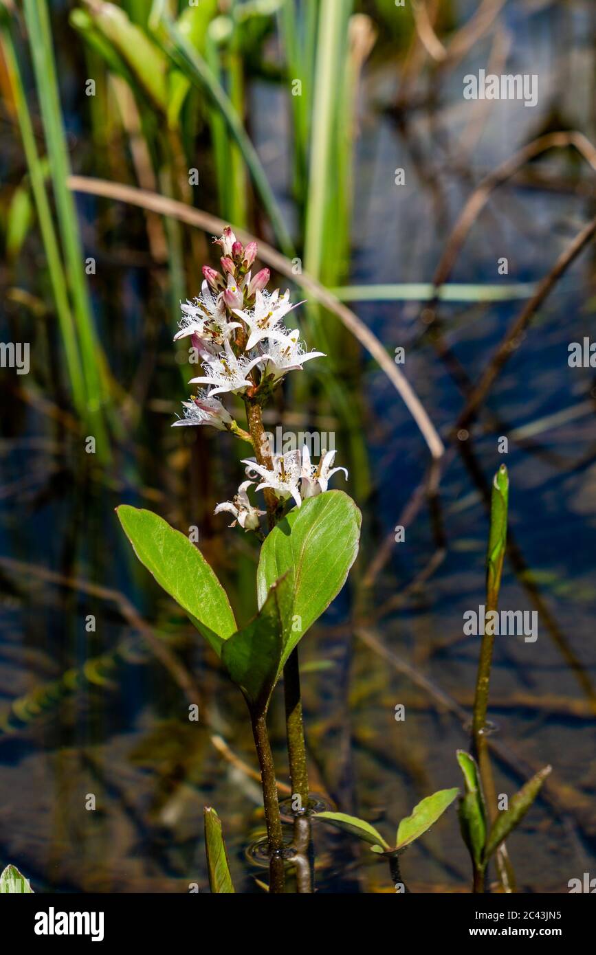 Flowers in the mountains, Bergblumen, Blumen, Wiesenblumen, Vorarlberg ...