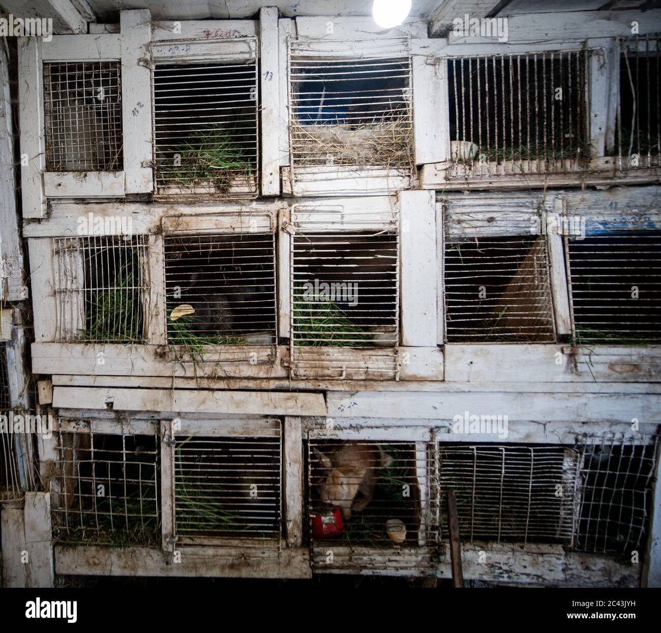 Hopping rabbits at farm hi-res stock photography and images - Alamy