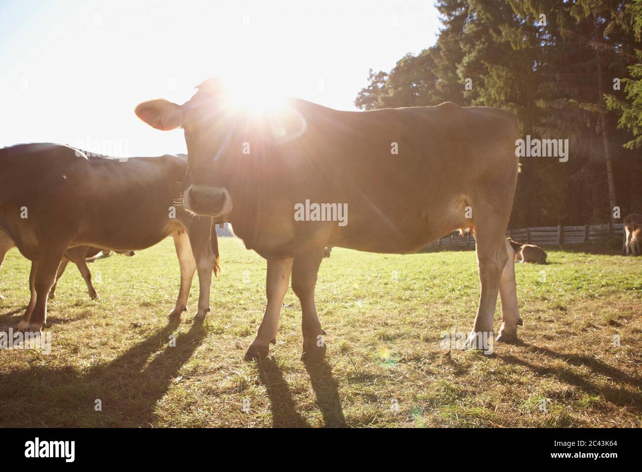 Tree shadow and cows hi-res stock photography and images - Alamy