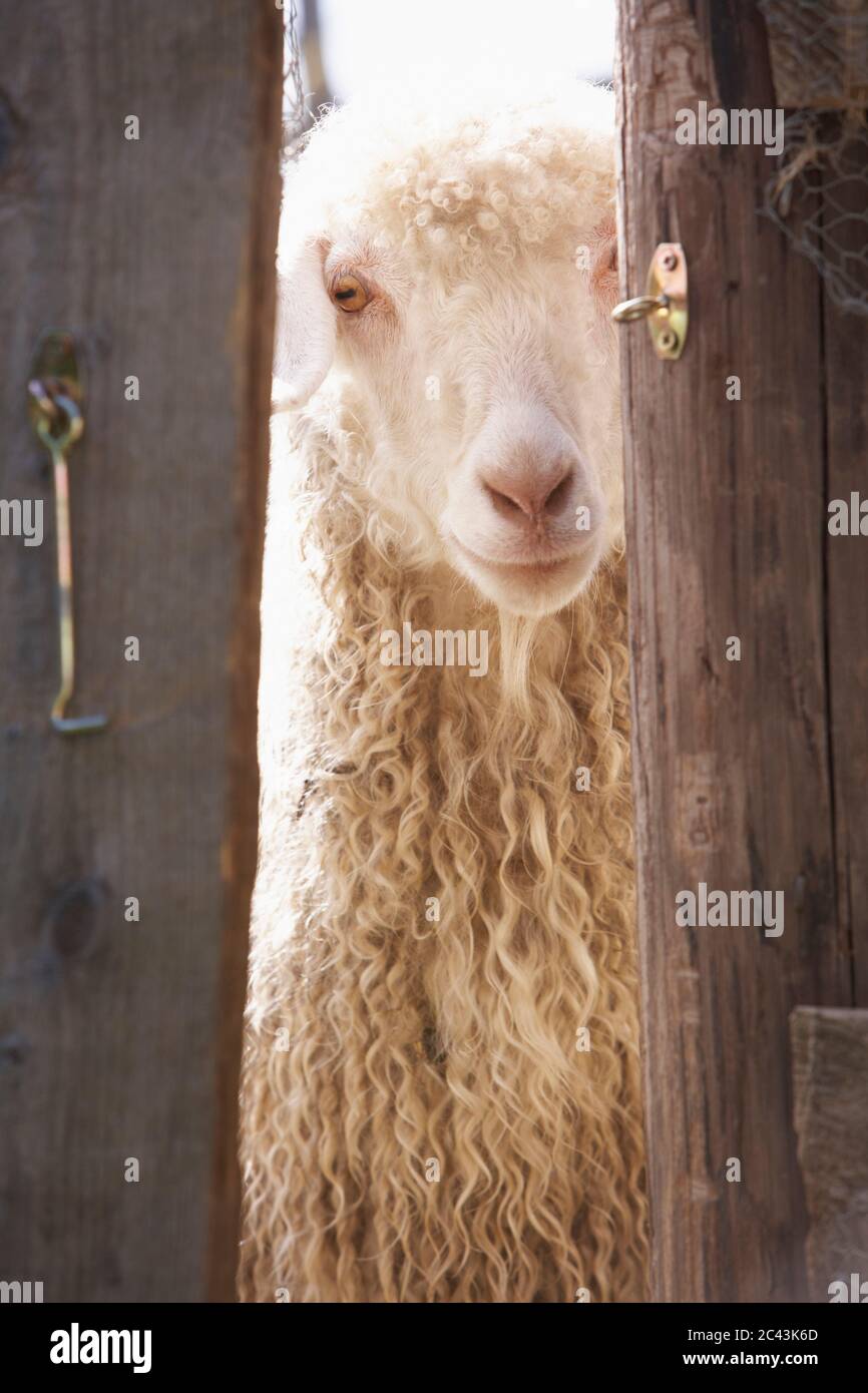 Sheep behind an open door Stock Photo - Alamy