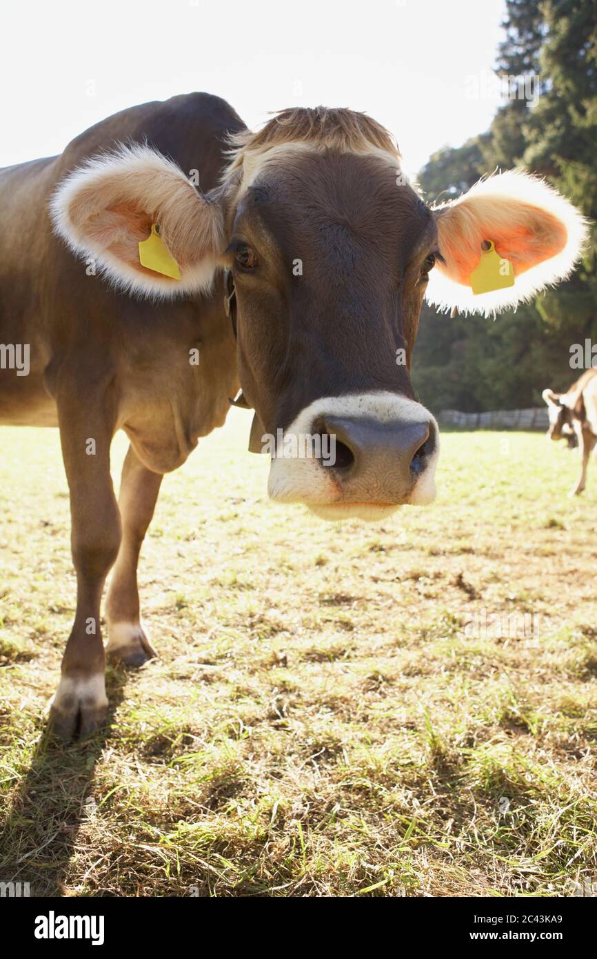 Cow clip hi-res stock photography and images - Alamy