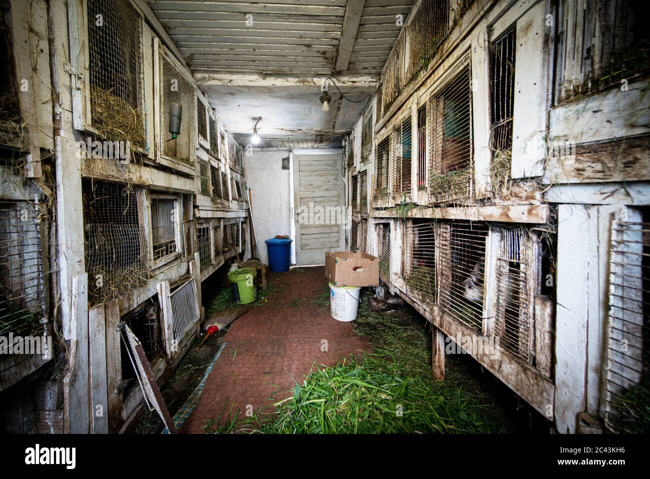 Small family business rabbit farm Stock Photo - Alamy