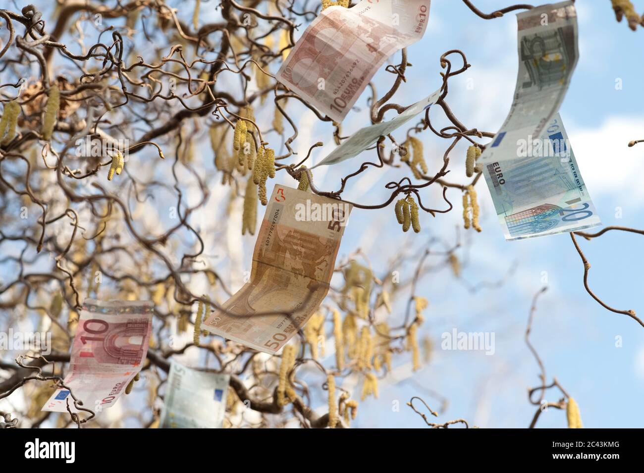 Money euro tree hi-res stock photography and images - Alamy