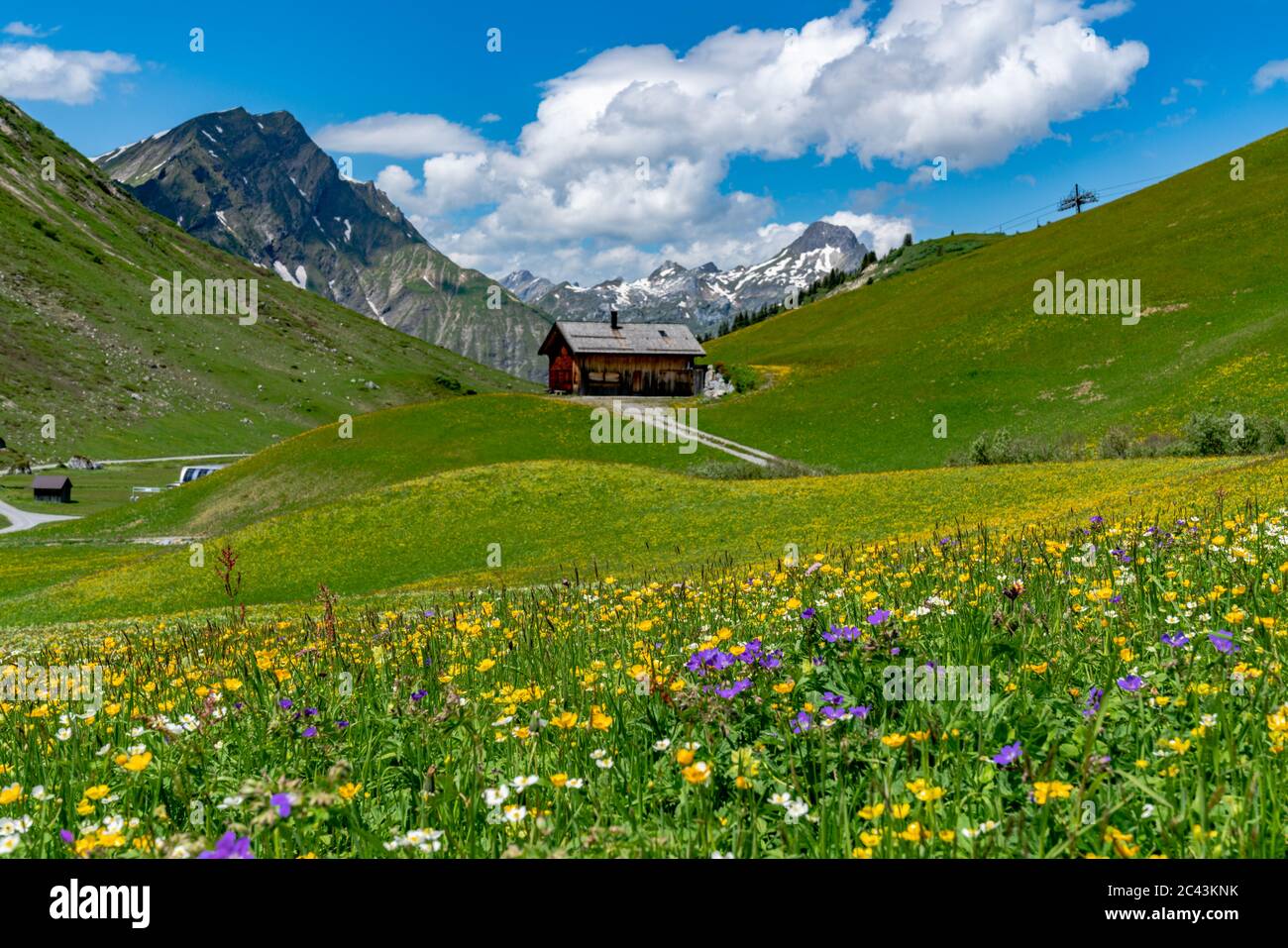 Flowers in the mountains, Bergblumen, Blumen, Wiesenblumen, Vorarlberg ...
