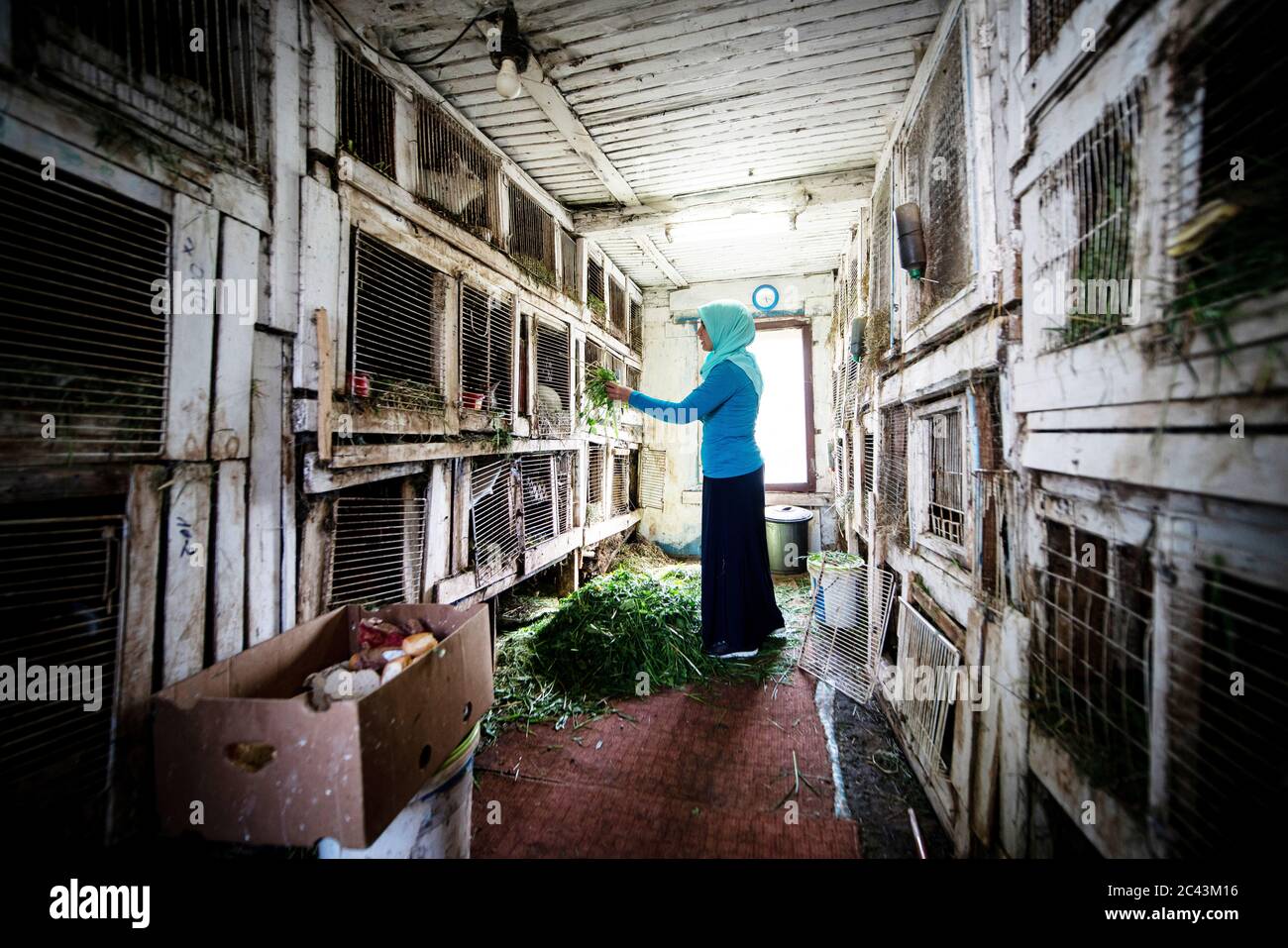 Muslim woman feeding rabbits on farm Stock Photo - Alamy