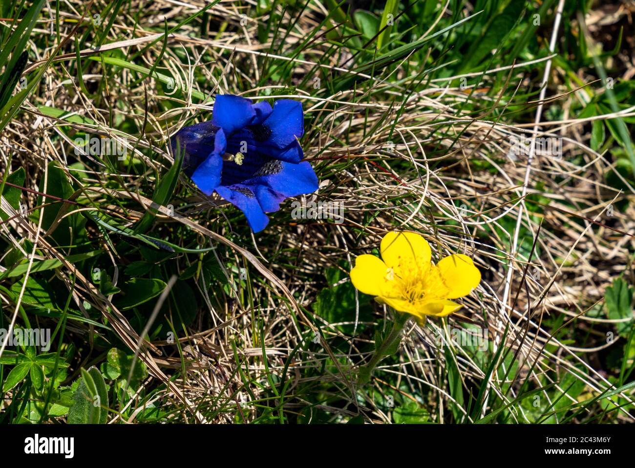 Flowers in the mountains, Bergblumen, Blumen, Wiesenblumen, Vorarlberg ...